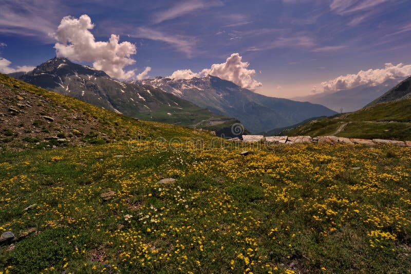 Flowers in mountain stock image. Image of natural, path - 29235621
