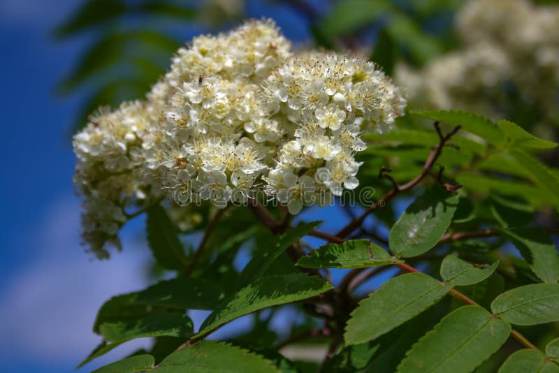 Flowers of Mountain Ash. Flowers of Mountain Ash Macro Stock Photo ...