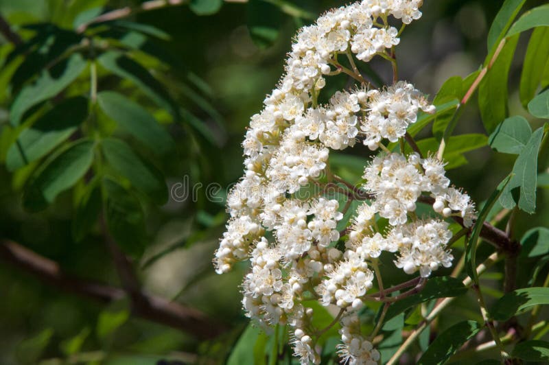 Flowers of Mountain Ash. Flowers of Mountain Ash Macro Stock Image ...