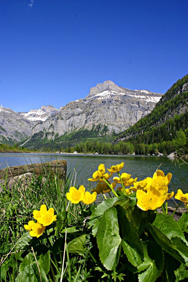 Mountain lake stock photo. Image of yellow, mountain, green - 201140