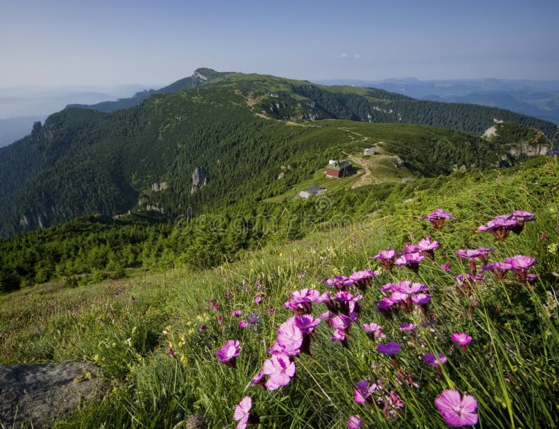 Flowers on mountain stock image. Image of natural, nature - 34064857