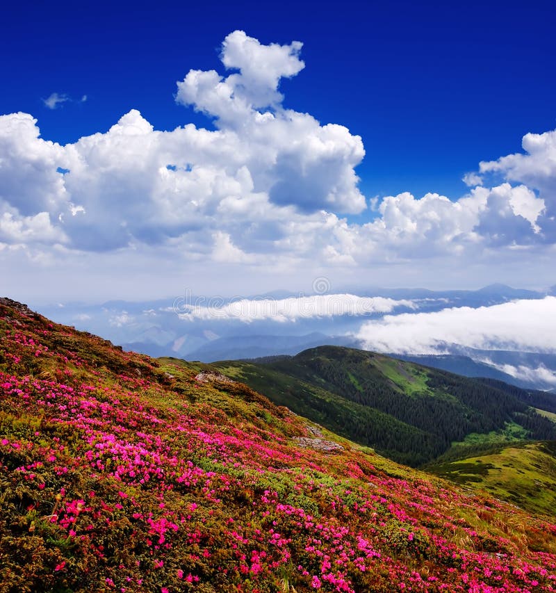 Flowers in a Mountain Valley Stock Image - Image of light, bright: 32368243