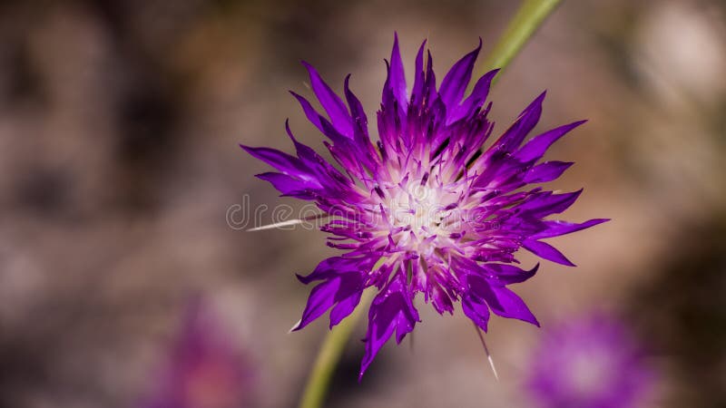 Flowers of the Mountains of Jerusalem Stock Image - Image of jerusalem ...