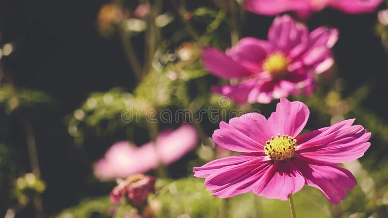 Moving Slowly between Trees with No Leaves on a Foggy Day Stock Video ...