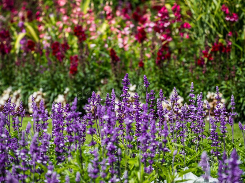 Different Layers Of Flowers Stock Photo - Image of show, field: 738650
