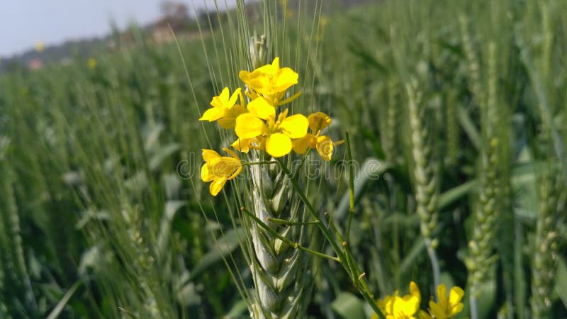 Flowers stock photo. Image of flower, mustar, flowers - 105562628