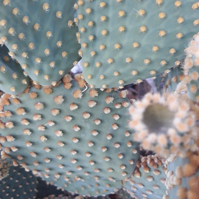 Texturise Flowers Stock Photos - Free & Royalty-Free Stock Photos from ...