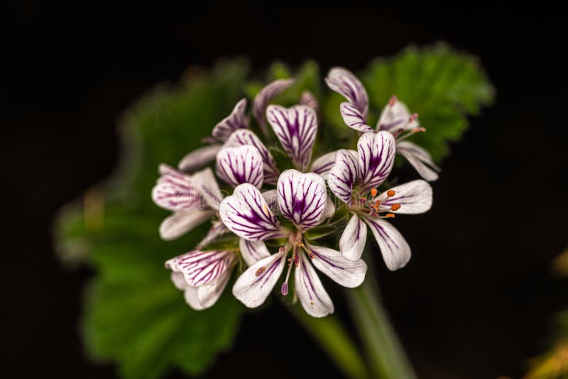 Flowers of Native Storksbill Stock Photo - Image of flower, beauty ...