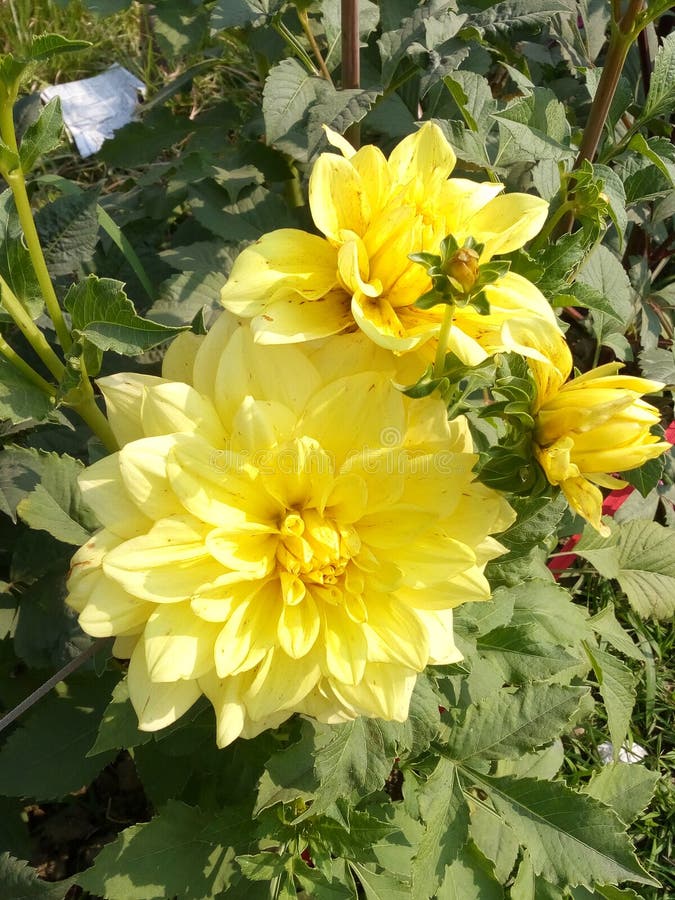 Flowers stock image. Image of symbol, natural, beauty - 141054775