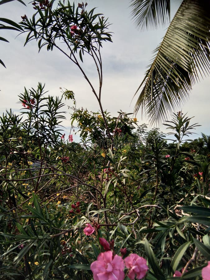 Flowers stock image. Image of natural, flowers, source - 126860669