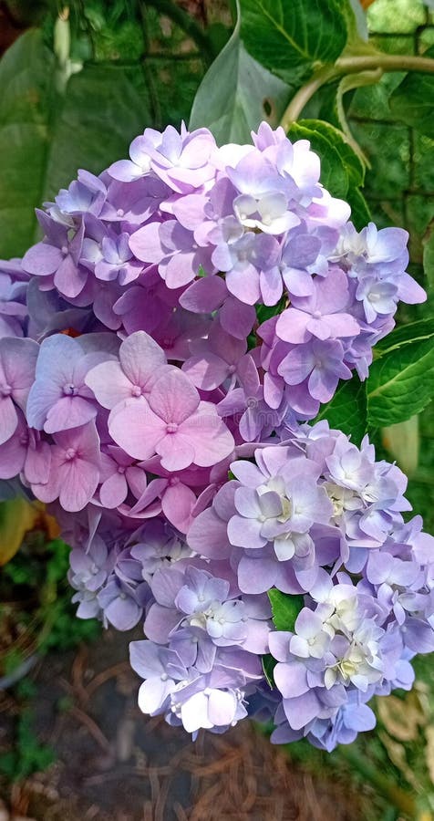 Flowers Nature Natural Plant Purple Stock Photo - Image of purple ...