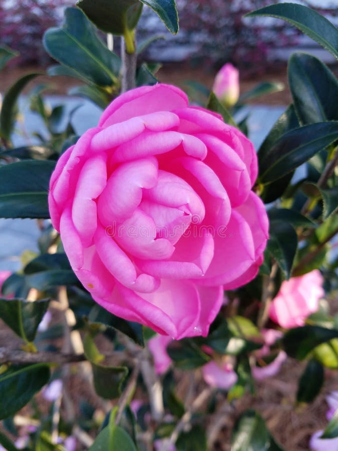 Flowers stock image. Image of flora, spring, flowers - 141718311