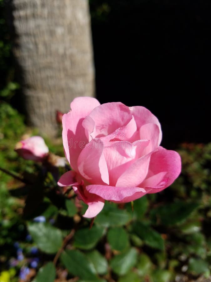 Flowers stock image. Image of flowers, flora, nature - 141720405