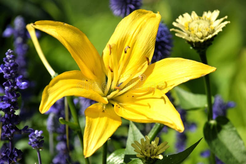 Flowers. stock photo. Image of lily, clouds, grass, flora - 42799100