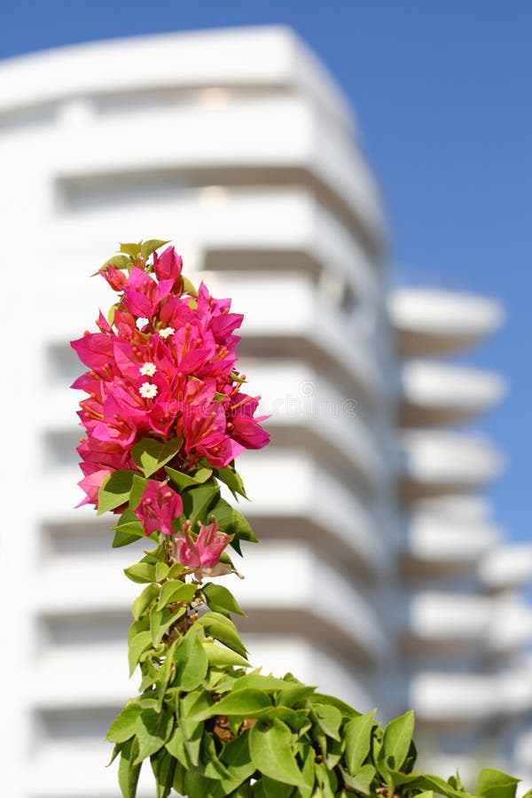 Flowers Near the Apartment Complex Stock Photo - Image of pink, rest ...