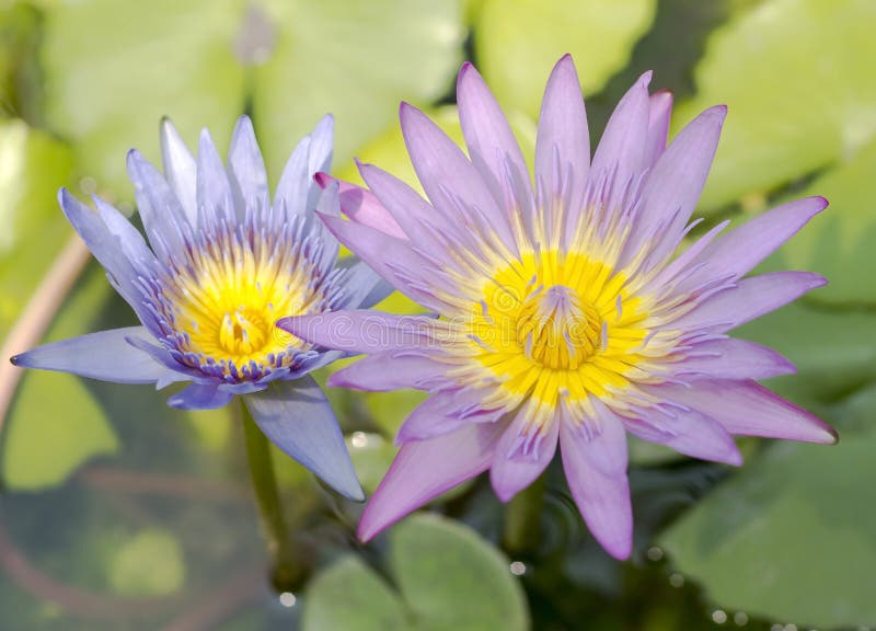 Flowers of nenuphar stock photo. Image of lilac, tropical - 40068406