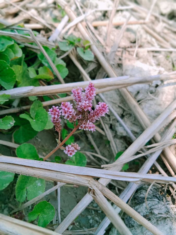 Flowers new upload stock image. Image of blossom, garden - 214468587