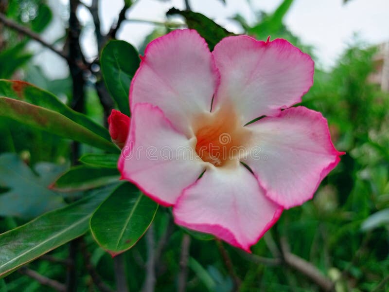 Flowers with a Nice Color Combination Stock Photo - Image of wildflower ...