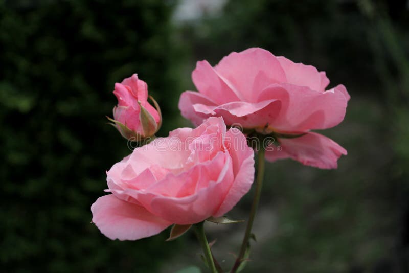 Flowers stock photo. Image of selfie, stuff, good, garden - 78512846