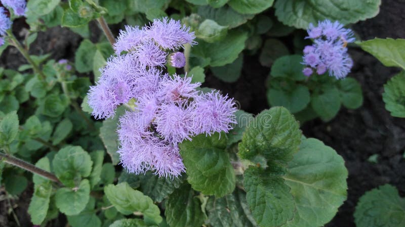 Flowers Nice Plants and Trees Stock Photo - Image of garden, produce ...