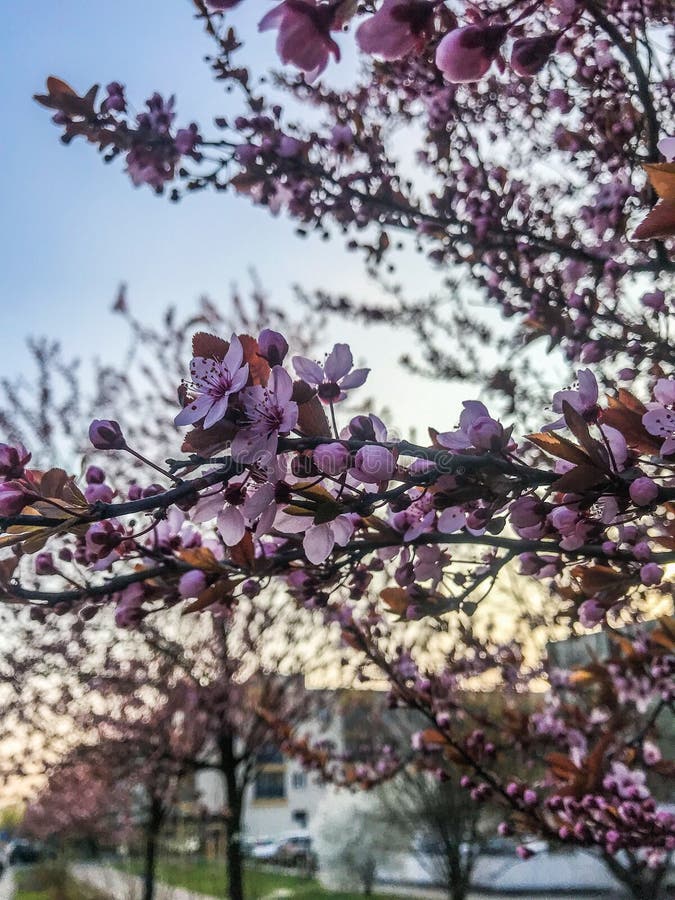 Flowers in the nice spring stock image. Image of spring - 145196769