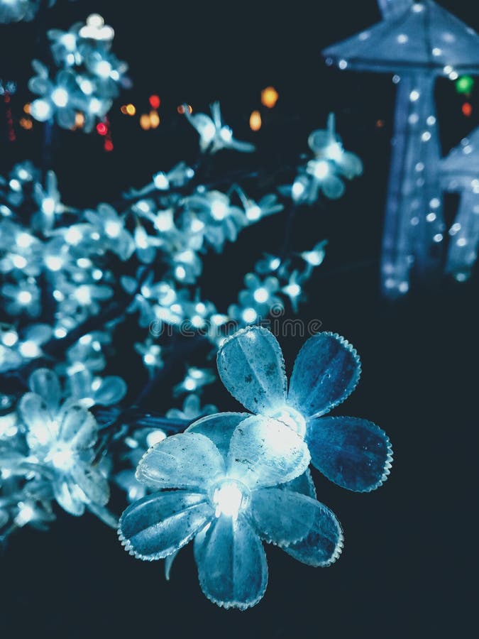 Flowers and Night stock image. Image of edited, flowers - 137542147