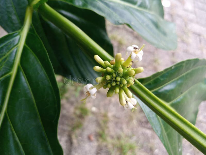 Flowers from Noni Fruit that Blooms Stock Photo - Image of branch ...