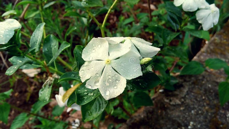 Flowers stock photo. Image of flowers, flower, green - 70727320