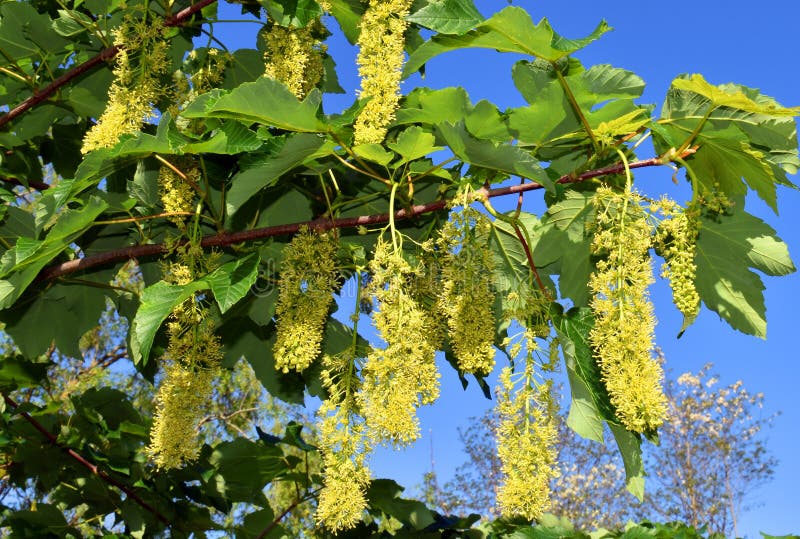 Flowers of the Norway Maple (Acer Platanoides) in a Public Park Stock ...