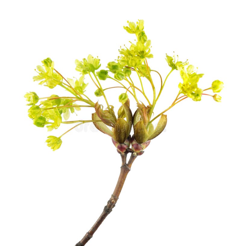 Norway Maple Flower - Acer Platanoides Stock Photo - Image of ...