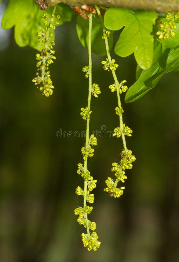 Flowers of Oak stock image. Image of flowering, close - 215157011