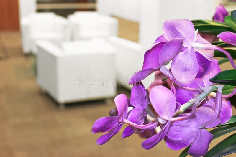 Flowers in the office stock image. Image of divan, comfortable - 28838203