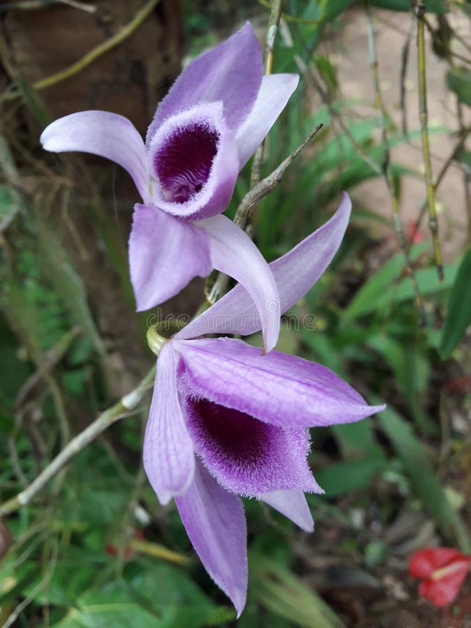 Okid Flowers Stock Photos - Free & Royalty-Free Stock Photos from ...