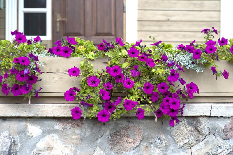 Flowers stock photo. Image of decoration, shutters, house - 45796734