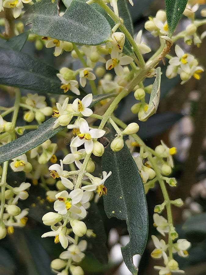 The Flowers of an Olive Tree Stock Photo - Image of plant, berry: 321441250