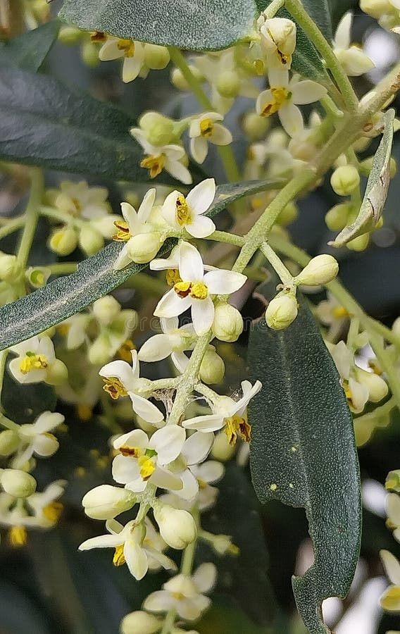 The Flowers of an Olive Tree Stock Photo - Image of herb, blossom ...