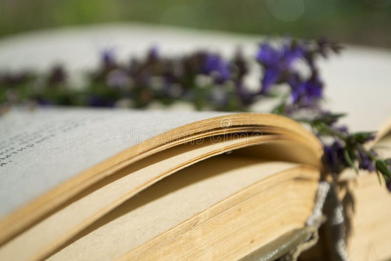Flowers in an Open Book, Lavender in an Old Open Book. Stock Photo ...