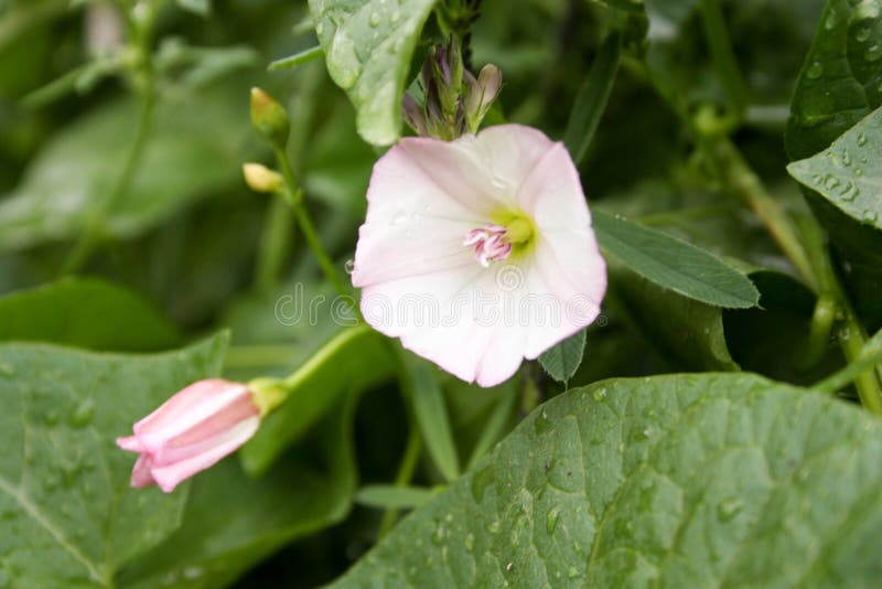 Flowers. Open and Closed Bud Stock Image - Image of abstract, nature ...