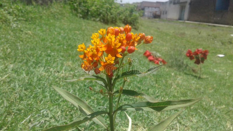 Flowers stock image. Image of green, orange, land, small - 77602837