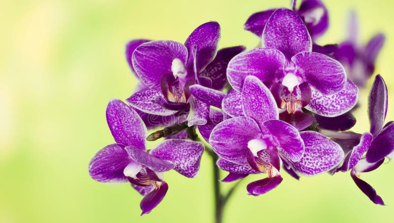 Flowers - Orchidea, Orchid stock image. Image of plant - 110184281