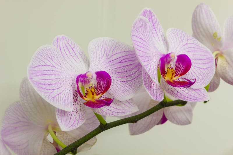Flowers orchids stock image. Image of delicate, petal - 257174873