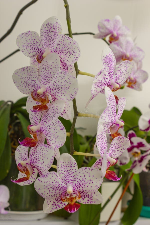 Flowers orchids stock image. Image of flower, elegant - 257174893