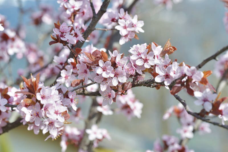 Flowers of an Ornamental Prunus Tree Blooming Stock Image - Image of ...