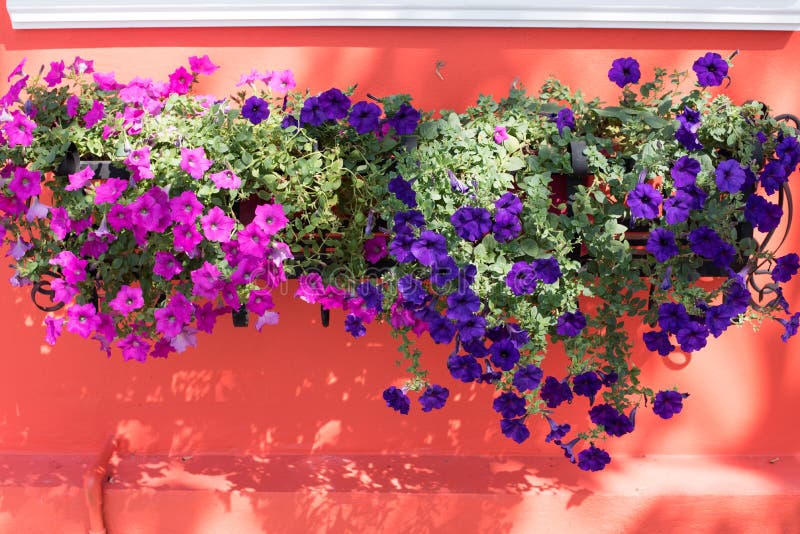Flowers outside windows stock image. Image of light, basket - 89258869