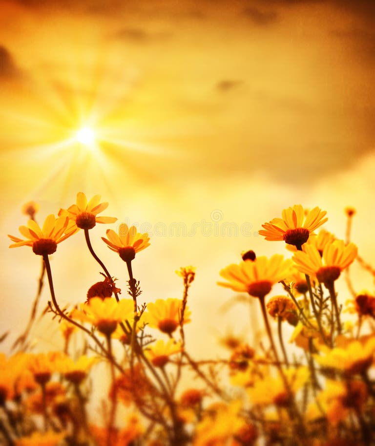 456 Daisy Flower Field Over Sunset Stock Photos - Free & Royalty-Free ...