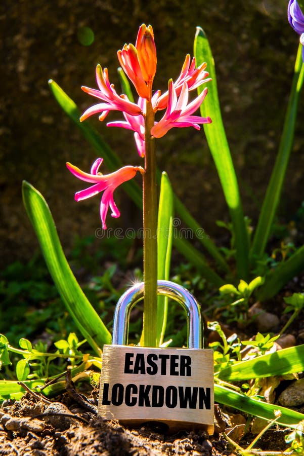 Flowers and Padlock that Says `Easter Lockdown`. Stock Image - Image of ...