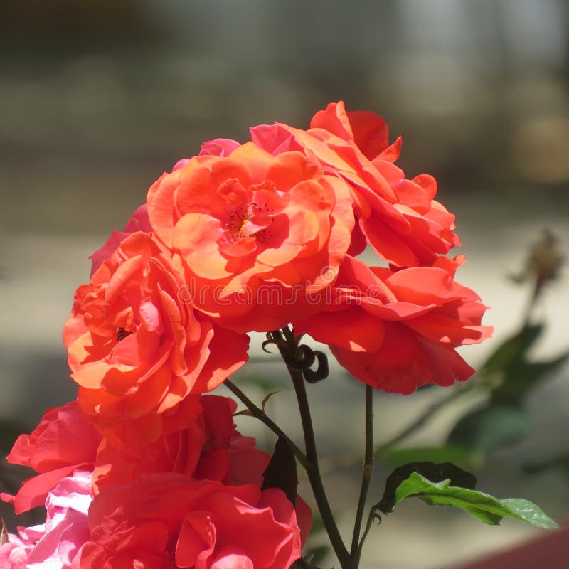 Flowers of Pakistan stock image. Image of eyecatching - 73577433