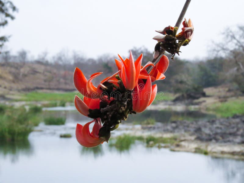 Flowers of Palash Butea Monosperma Stock Photo - Image of palash ...
