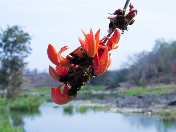 Flowers of Palash Tree stock image. Image of indian - 281725147
