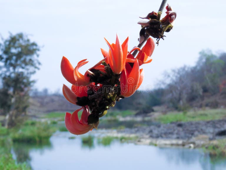 Flowers of Palash Tree stock image. Image of indian - 281725147